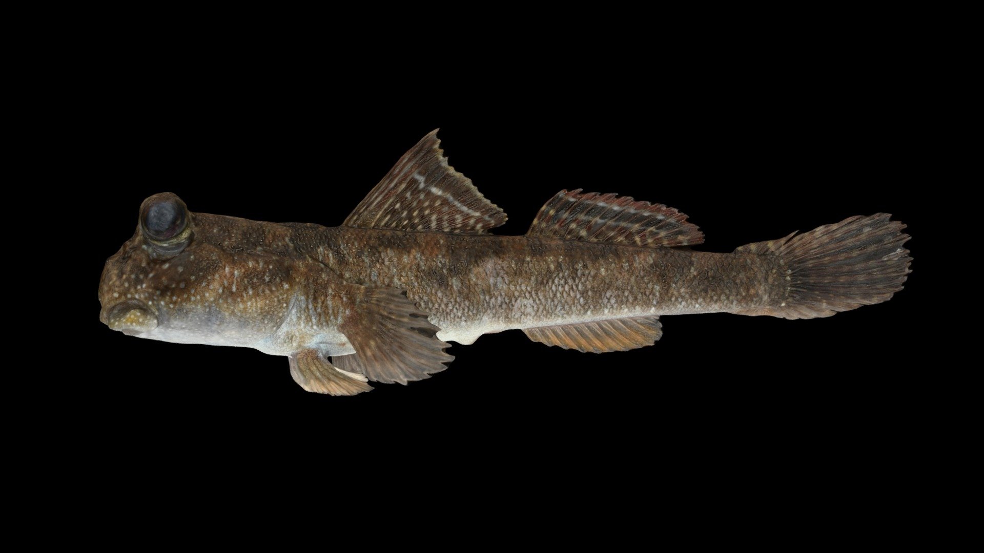 ミナミトビハゼ 🐟 ♀ Barred Mudskipper - Download Free 3D model by ffish.asia ...