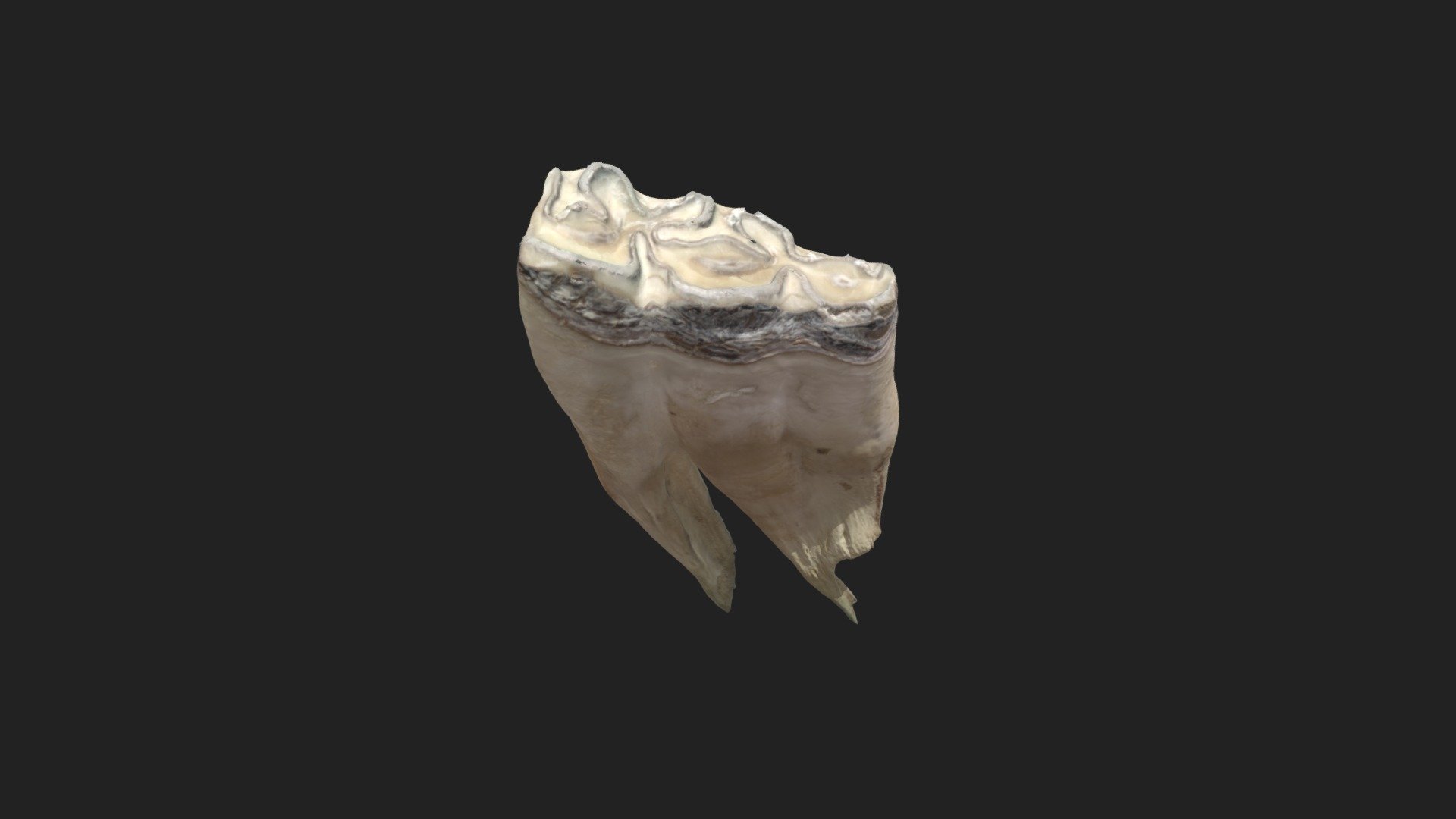 7th cheek tooth (3rd molar) horse (lower jaw) - Download Free 3D model ...