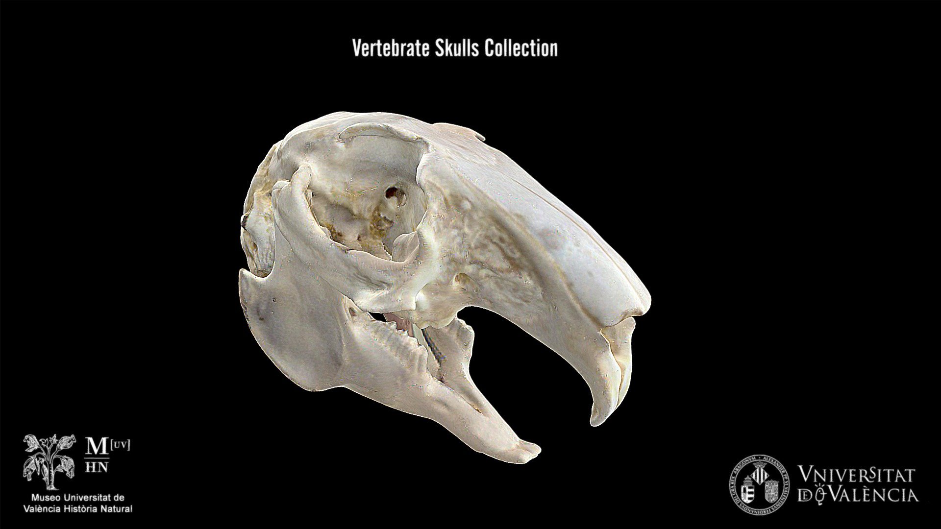 European rabbit "Oryctolagus cuniculus" - Download Free 3D model by ...