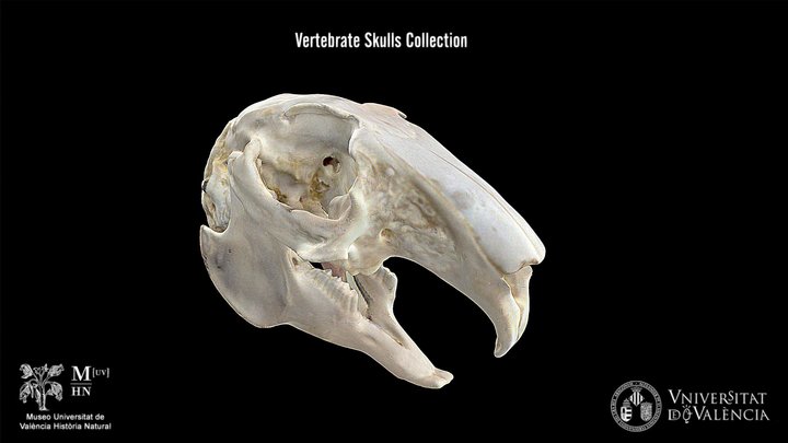 Oryctilagus_cuniculus 3D models - Sketchfab