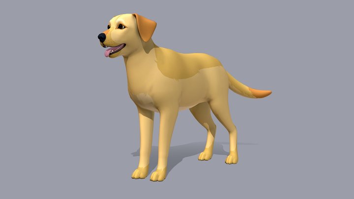 Labrador 3D models - Sketchfab
