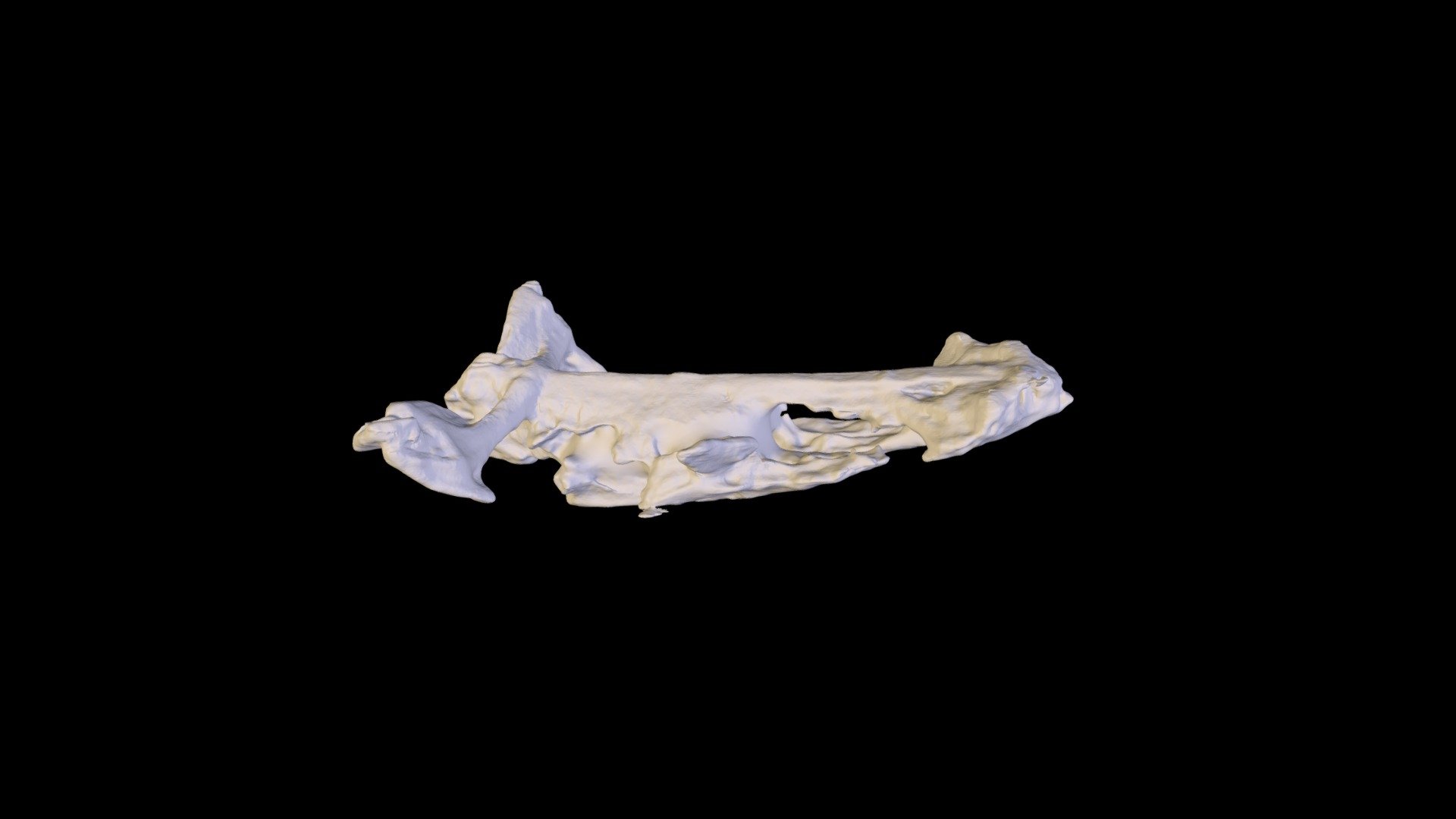 Catfish Neurocranium - 3D model by cr2350 [4ed4e23] - Sketchfab