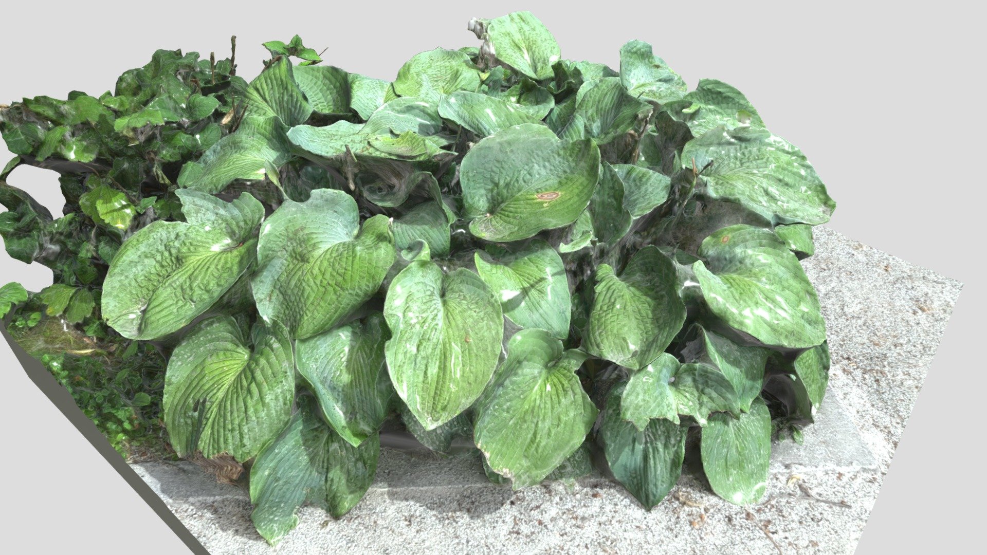 Funkia Hosta - flowers - 3D model by guliwero [4ed9cff] - Sketchfab