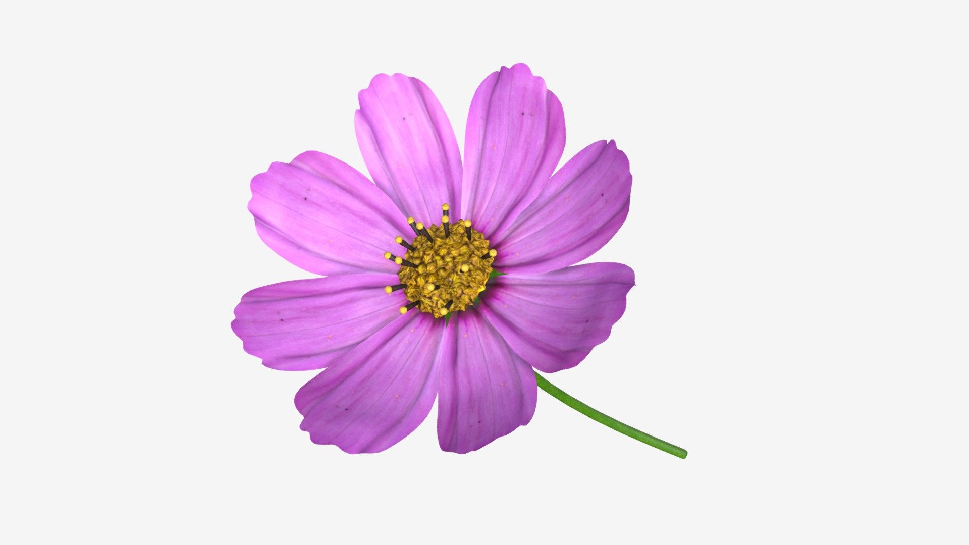Flower Aster Cosmos bipinnatus - Buy Royalty Free 3D model by HQ3DMOD ...