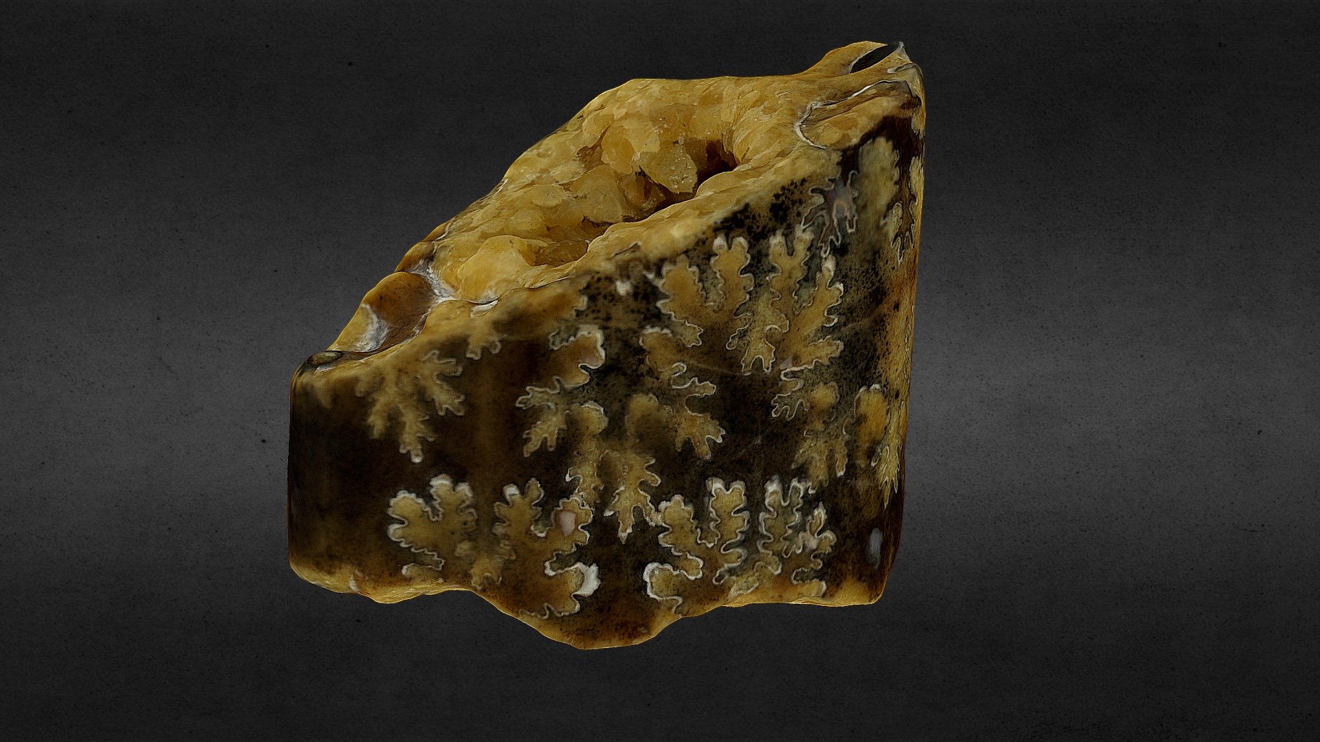 Baculite sp. - 3D model by paleontologiaudec [4ef0d68] - Sketchfab