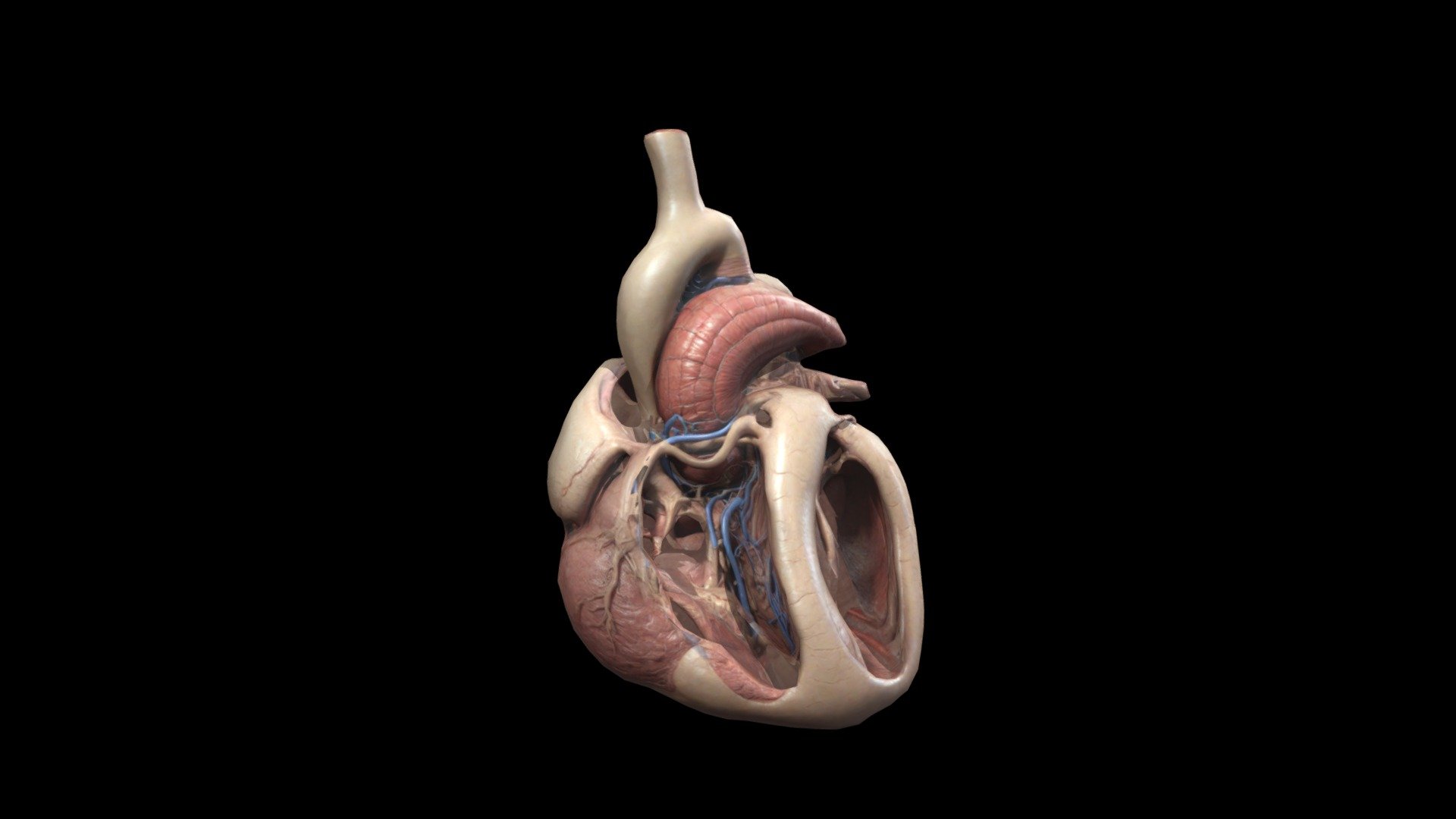 Heart 3D - Organ - Download Free 3D model by Trident.AI [4ef81eb ...