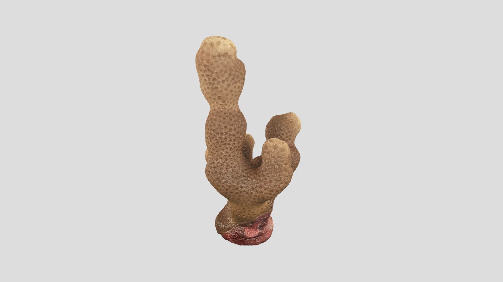 Porites compressa coral - Download Free 3D model by Coral Resilience ...