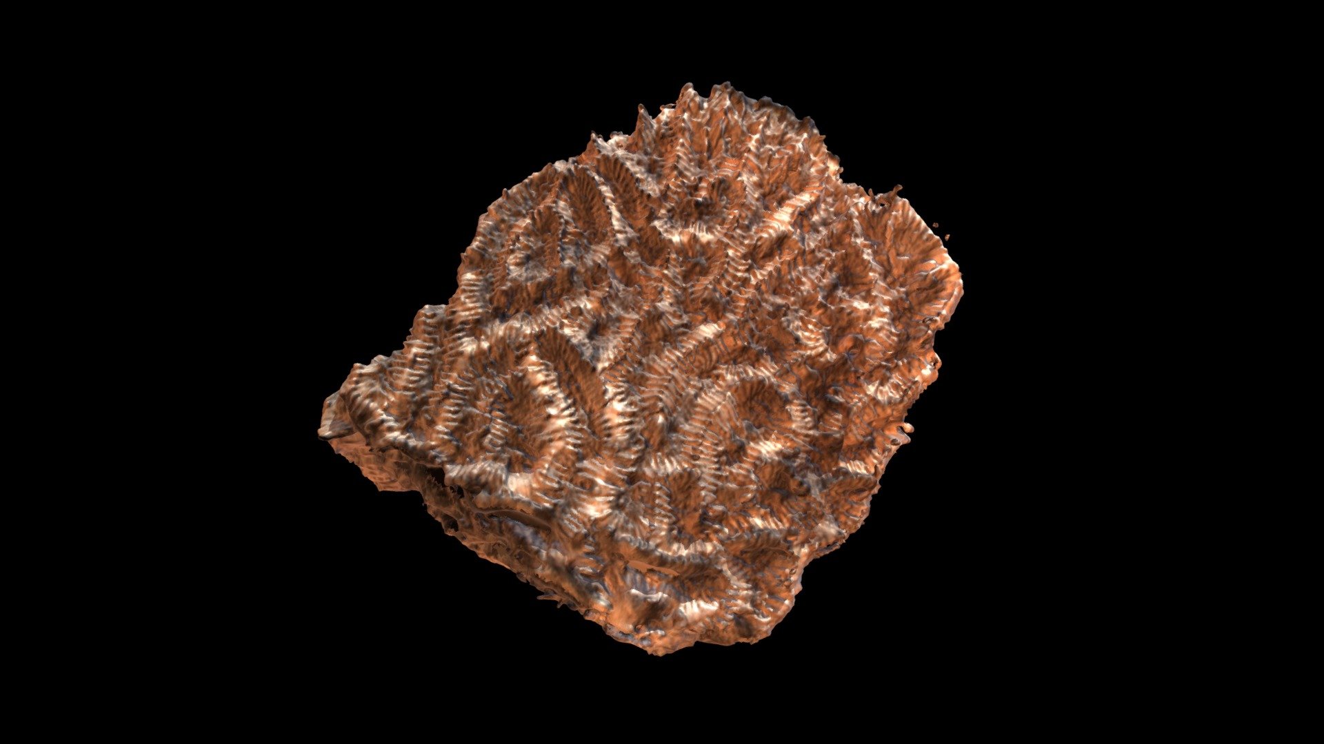 Oulophyllia crispa (Lamarck, 1816) - 3D model by FRELab [4f029d1 ...