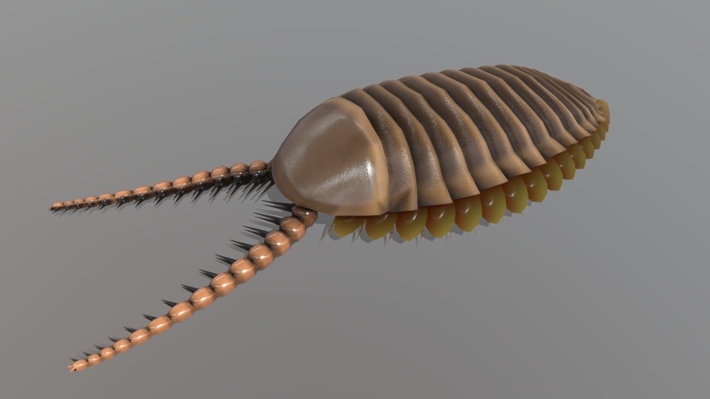 Cambrian - Greenland - A 3D model collection by Paleobiome - Sketchfab