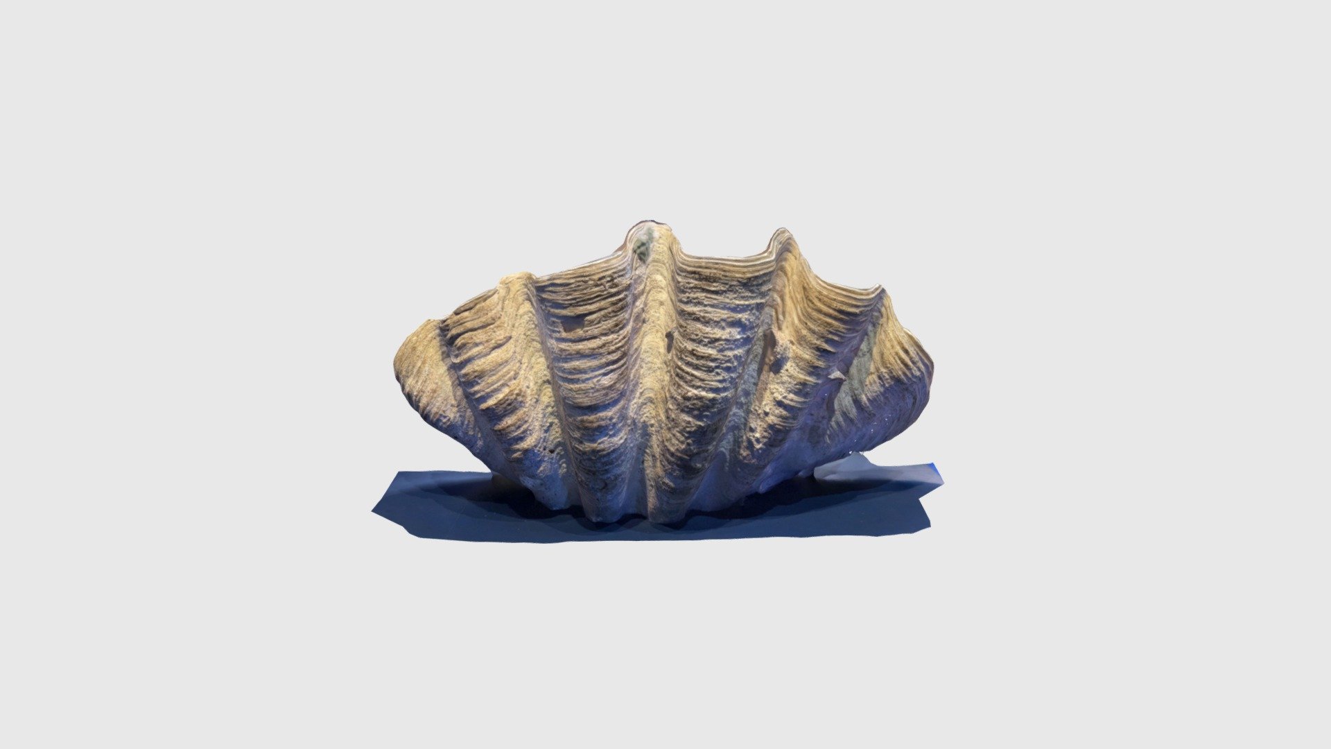 Calcium Carbonate Shell - Download Free 3D model by flightmaster177 ...