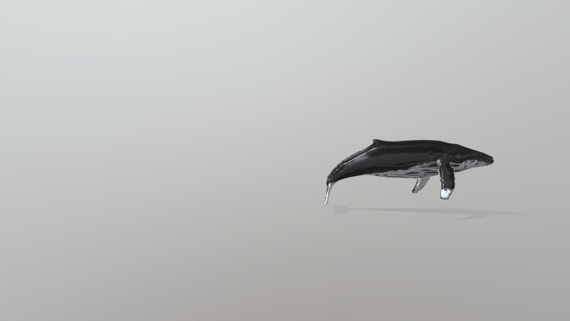 humpback_whale_model23 - 3D model by kishortpt143 [4f10d11] - Sketchfab