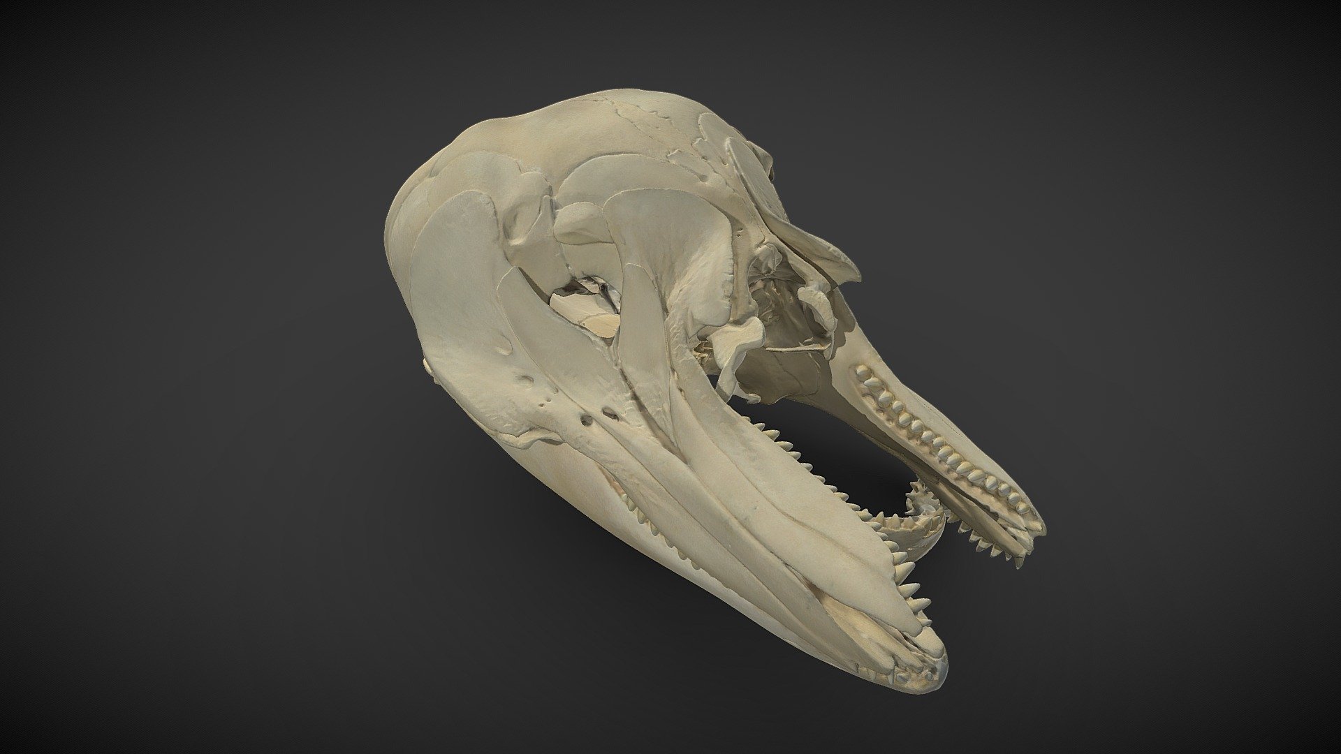 Crâne bicéphale de grand dauphin - Download Free 3D model by Alienor.org, Conseil des musées ...