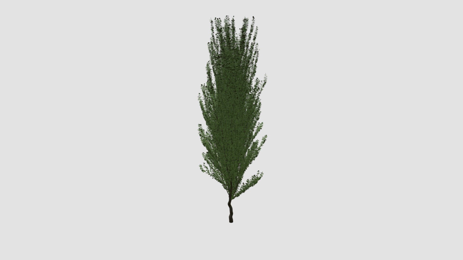 Fagus sylvatica dawyck v - Buy Royalty Free 3D model by Evermotion ...