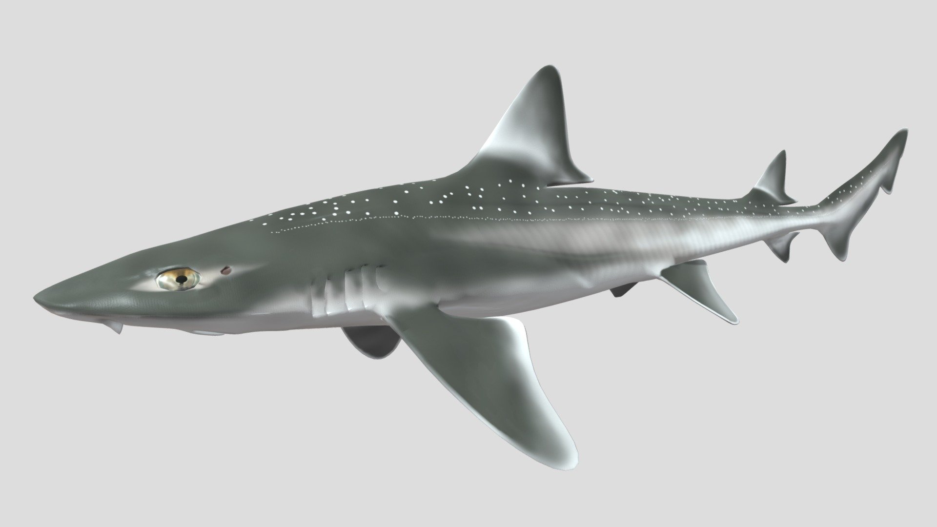 Starry Smooth-hound - 3D model by Rexrover [4f1a298] - Sketchfab