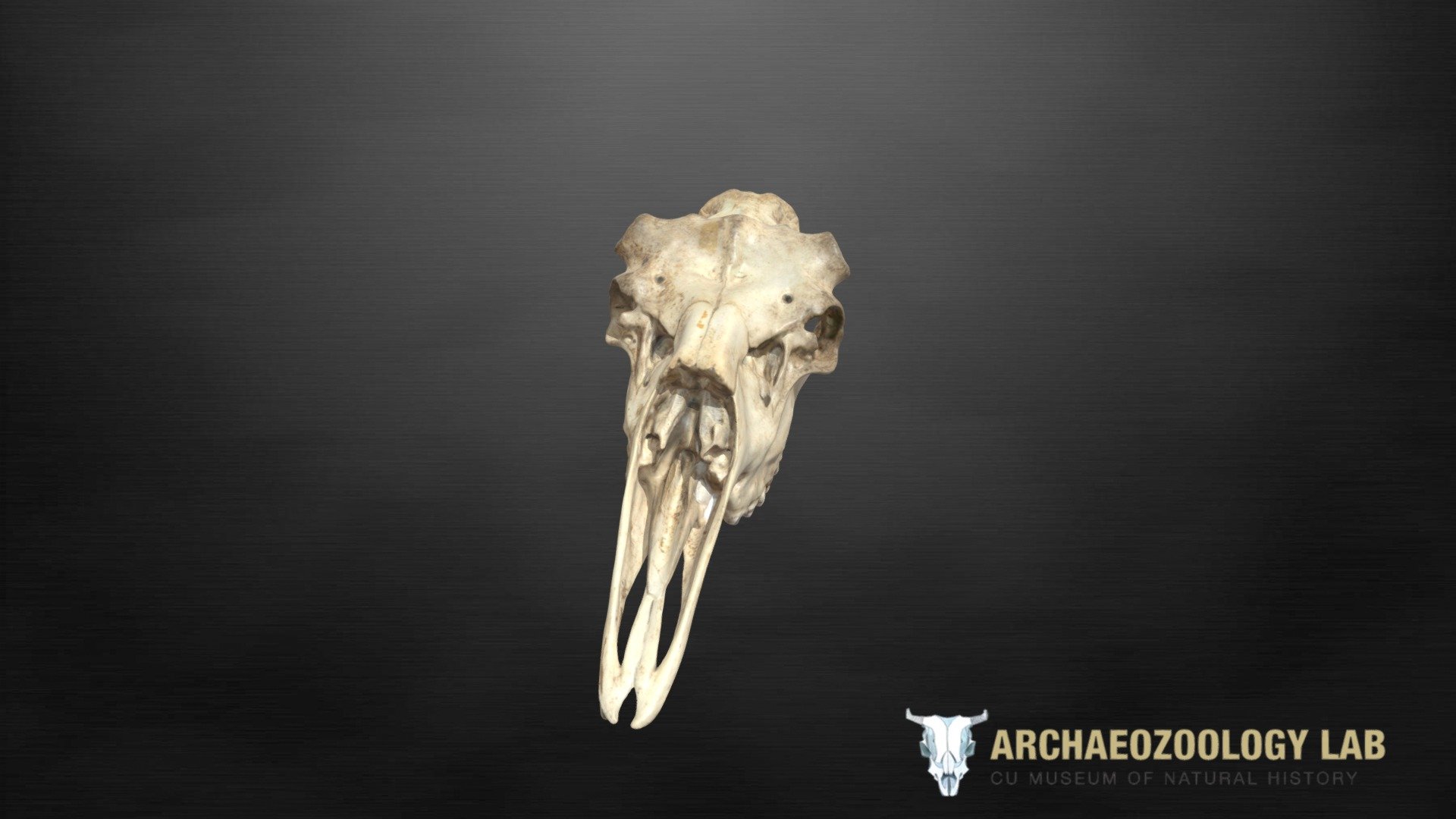 Moose cranium - 3D model by william.tt.taylor [4f1bc23] - Sketchfab