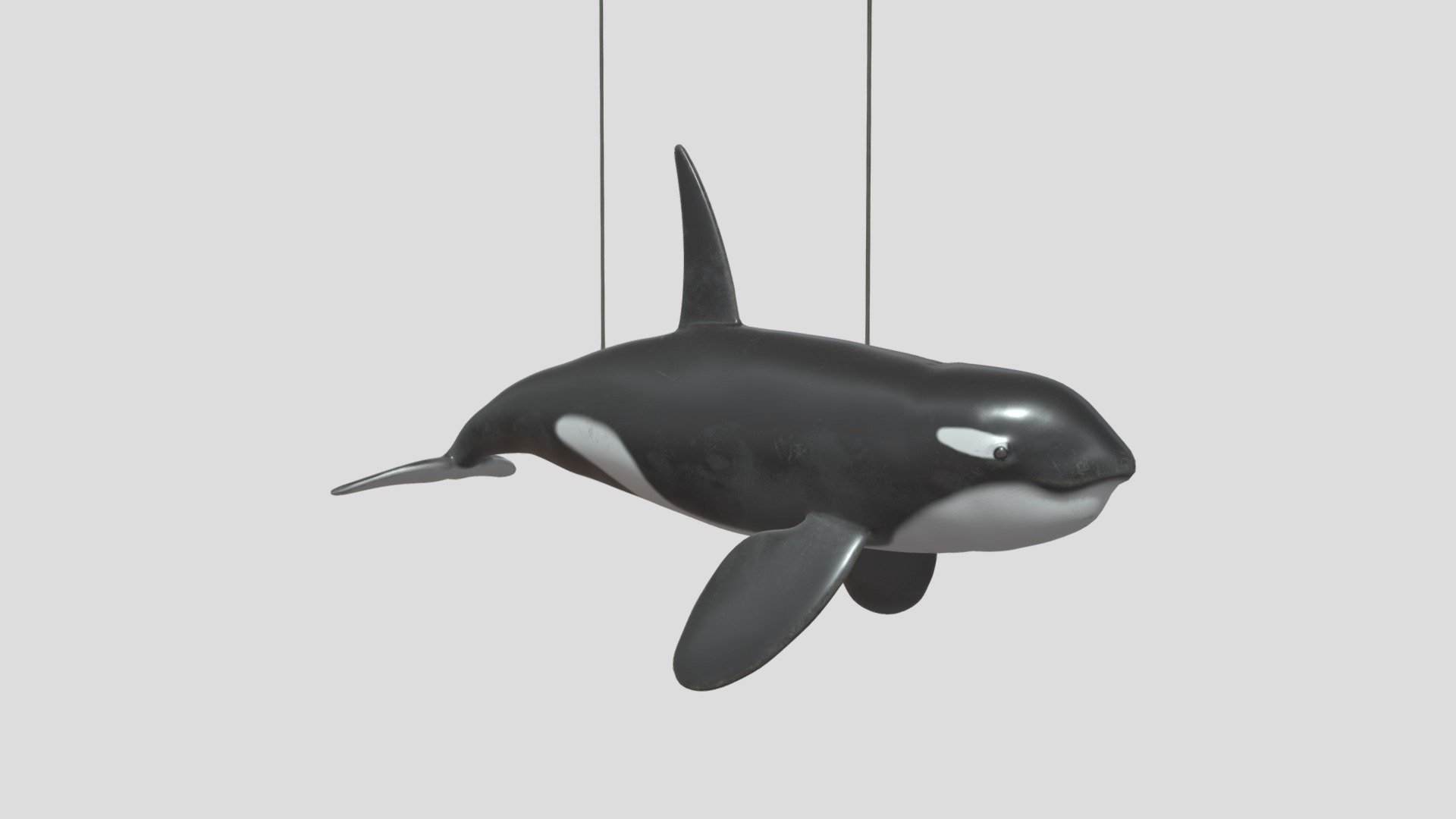 Hanging Orca - 3D model by Nurseshark [4f276b6] - Sketchfab