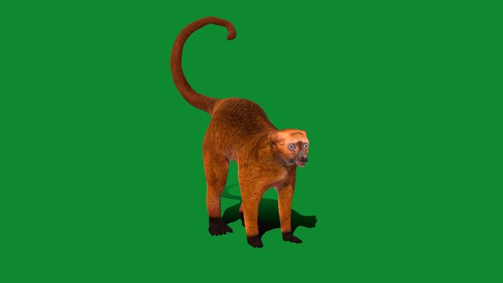 Black-lemur 3D models - Sketchfab