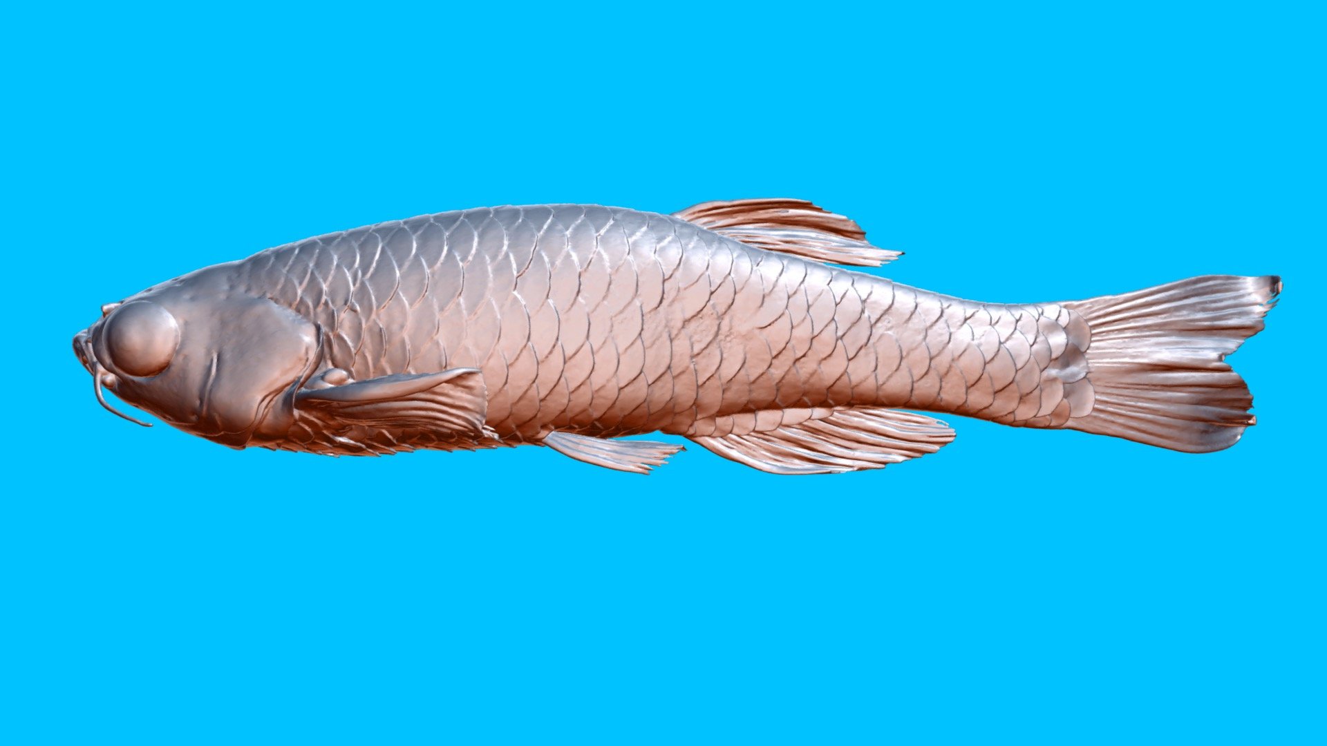 Light_Zebrafish_male _1 - 3D model by 3D Imaging Room in NIG (@amaeno ...