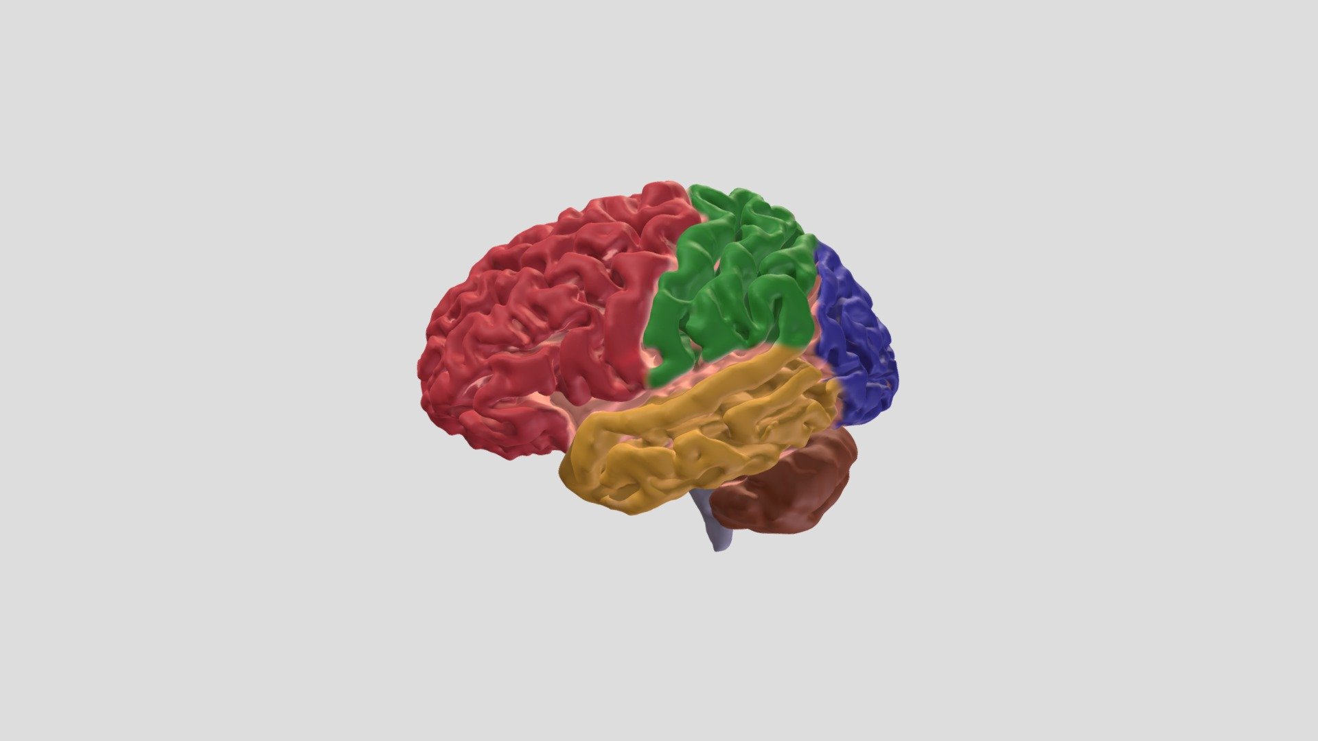 Colour-Coded Brain - 3D model by Anat2022 [4f41eab] - Sketchfab