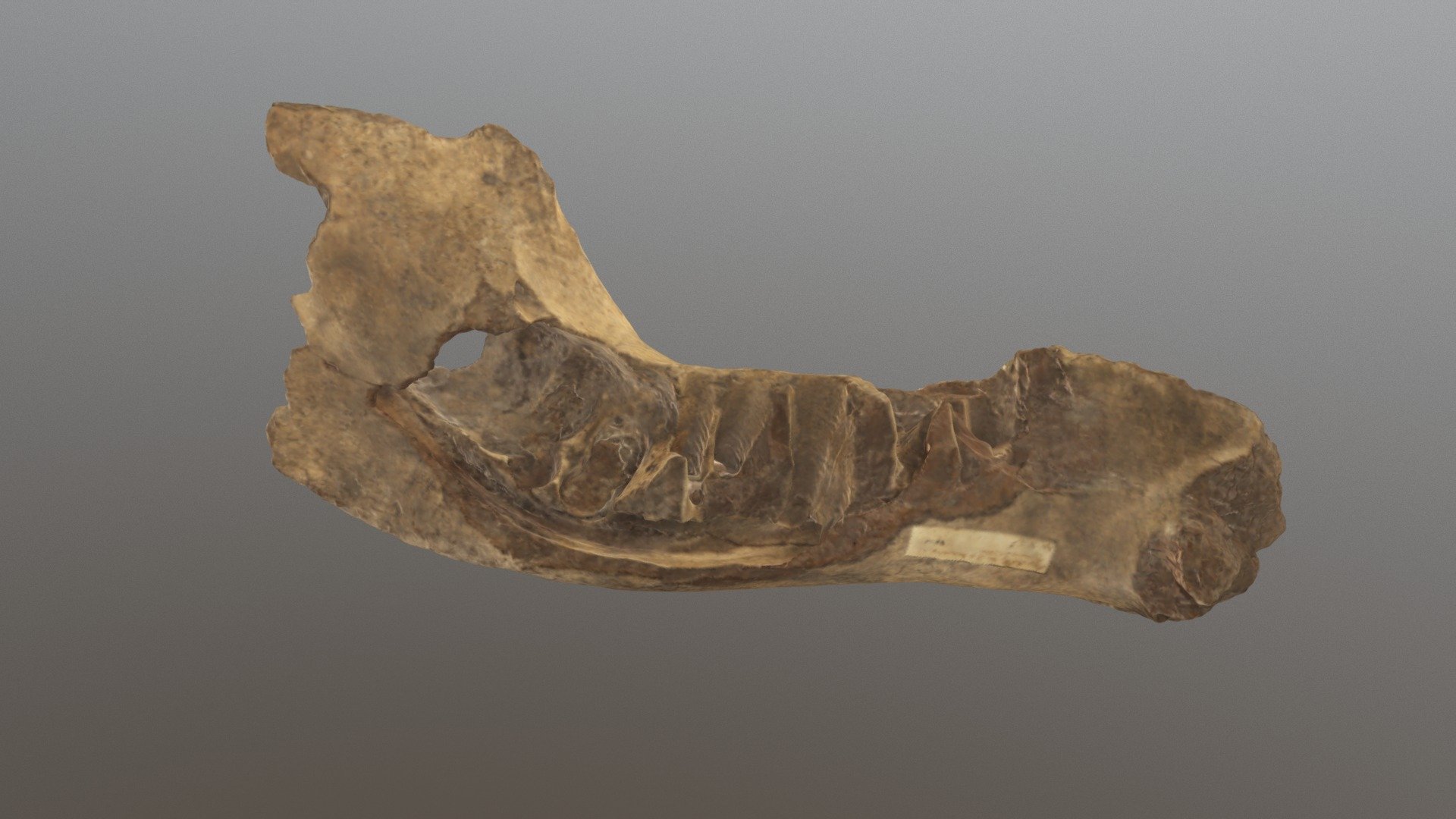 USNM V 8111 Mastodon Mandible (VCU_3D_3470) - Download Free 3D model by ...