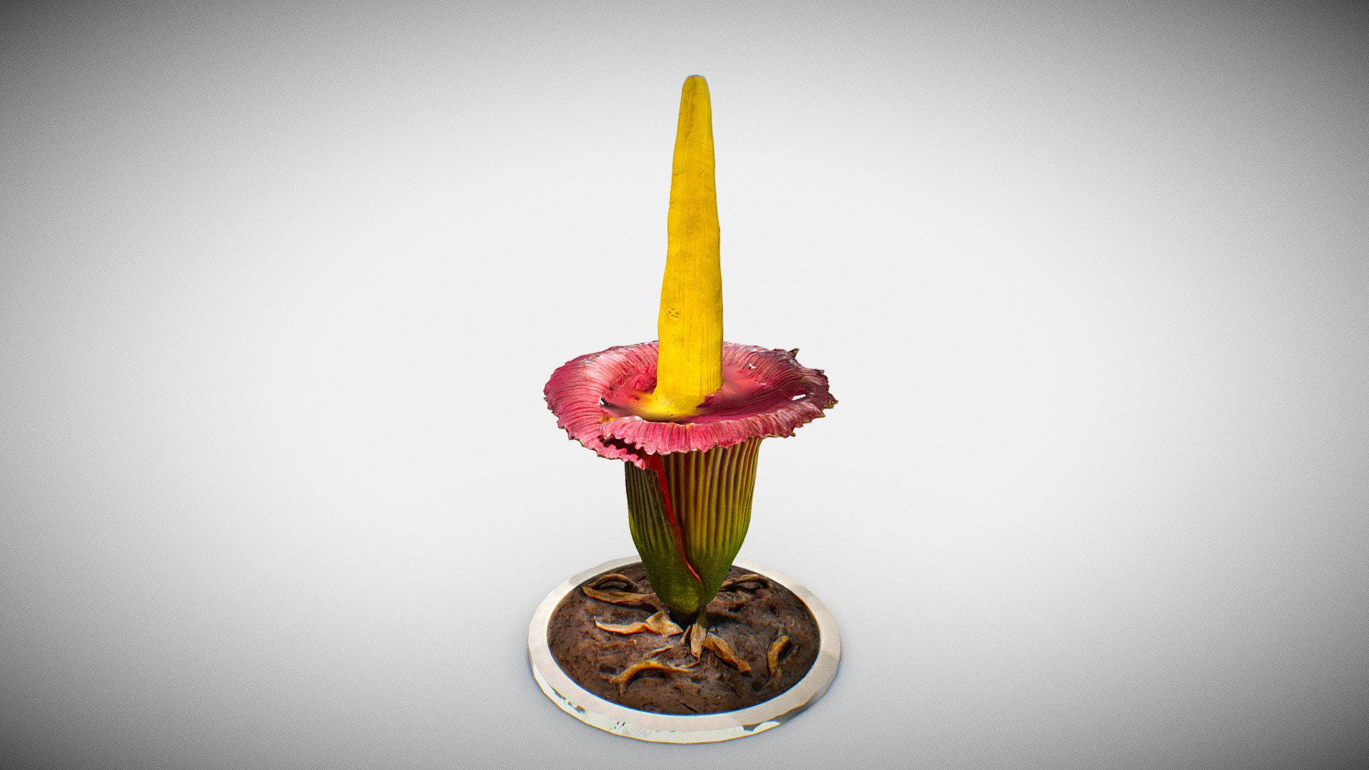 Corpse Flower Plant (Titan Arum) - Buy Royalty Free 3D model by ...