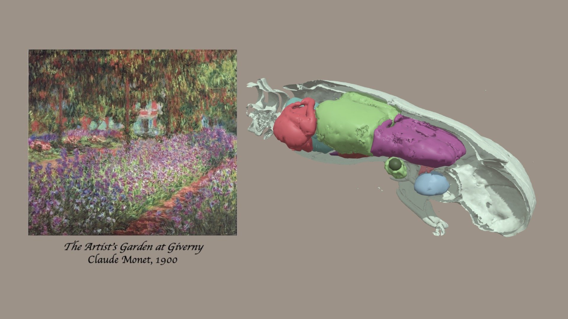Monet Skull - 3D model by Michigan Herpetology (UMMZ ...