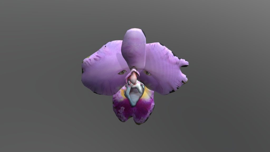 Orchid Collage 12 - Download Free 3D model by toonfibbe [4f53756 ...