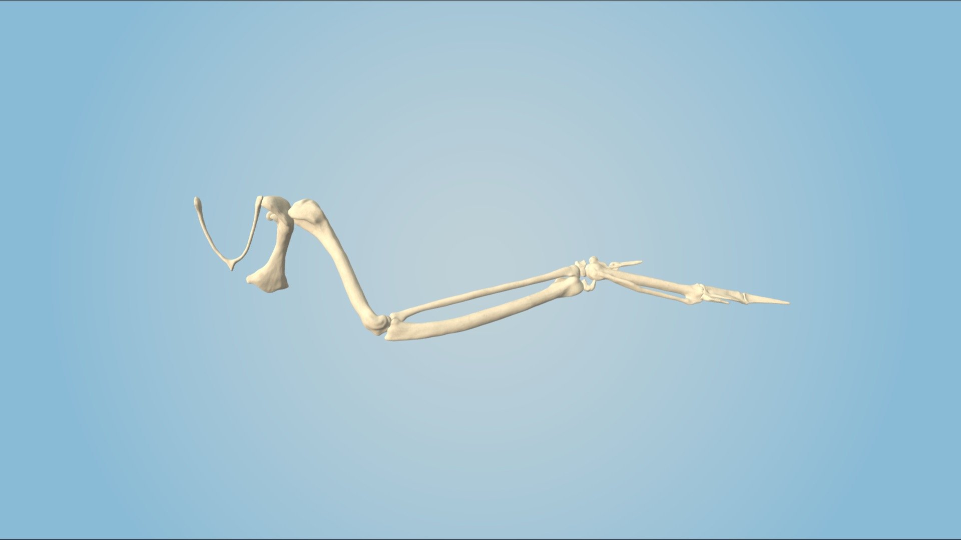 Skeleton of a Parrot's Wing - 3D model by salutebiovisuals [4f53da5 ...