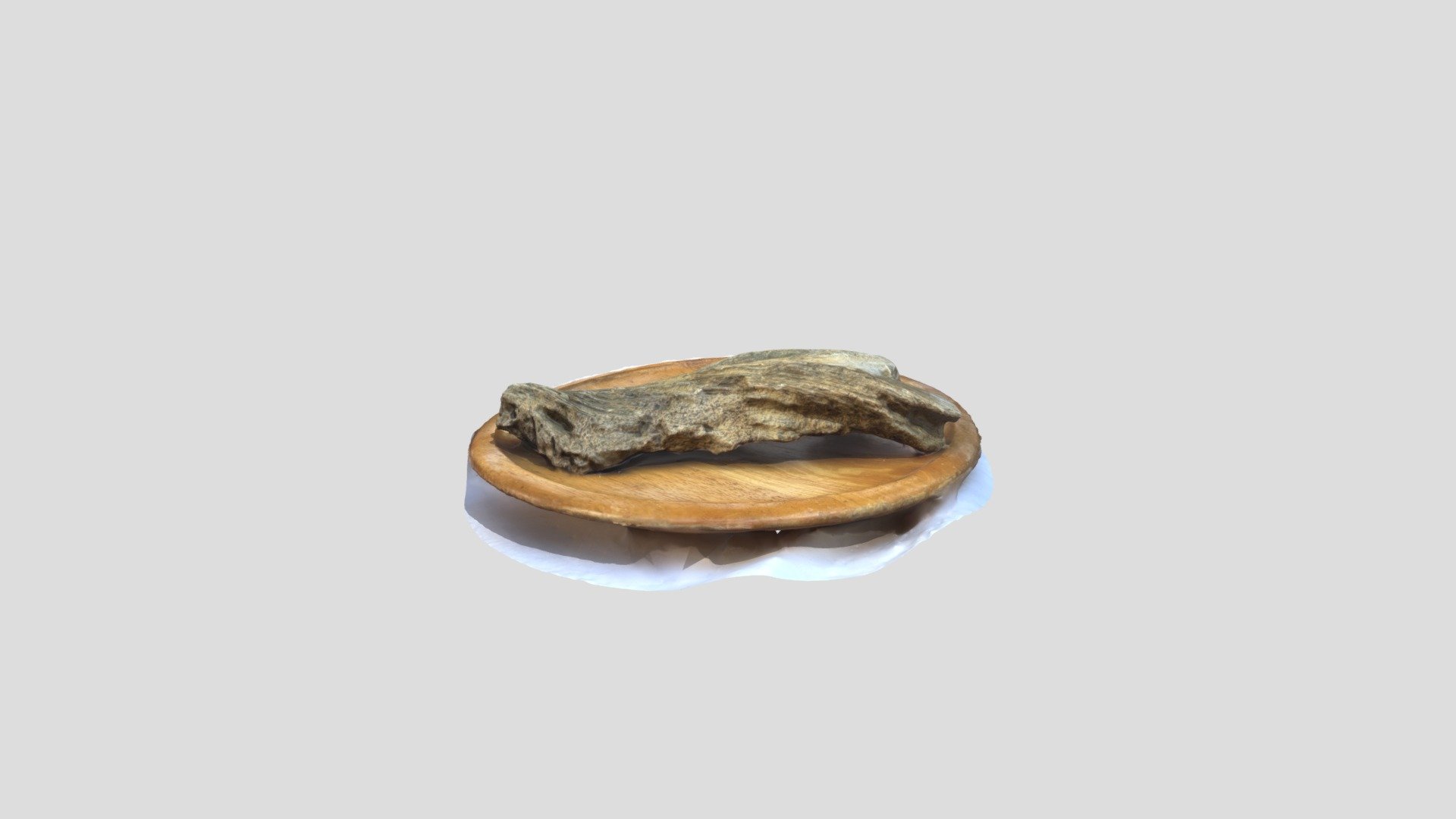 Osterea (Bivalvia) - 3D model by gonencgocmengil [4f582ec] - Sketchfab