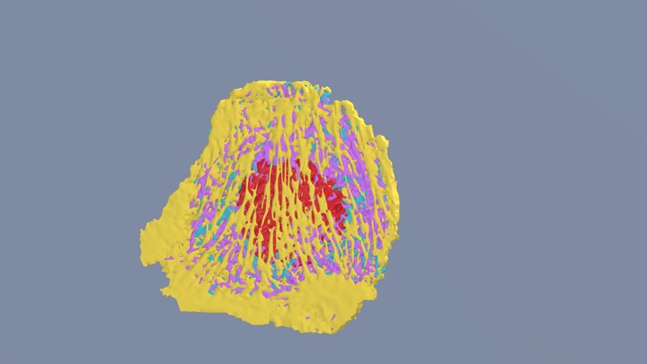 Fibroblast 3D models - Sketchfab