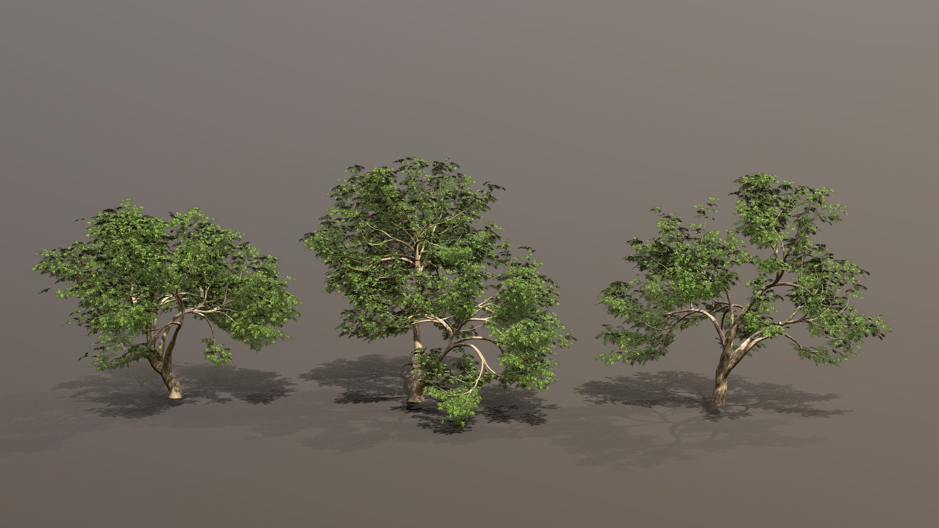 Mighty Oak Trees - Download Free 3D model by Jagobo [4f6ab55] - Sketchfab