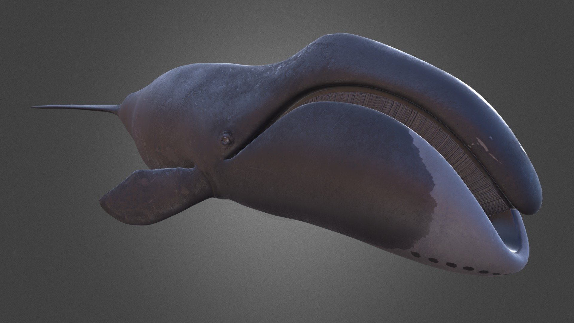 Bowhead Whale - 3D model by anthodon [4f6e208] - Sketchfab