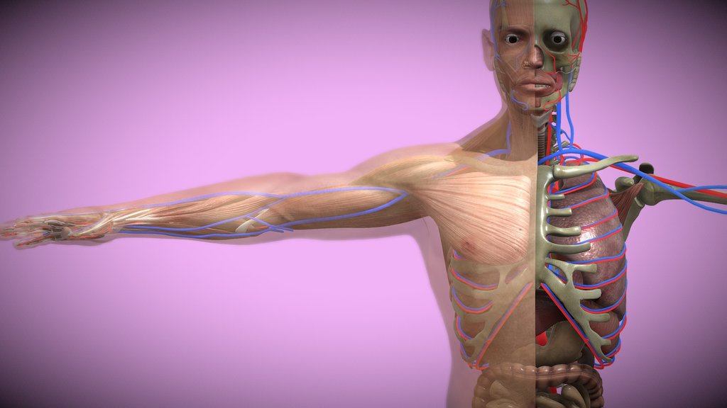 Human Anatomy Reference A 3d Model Collection By Zcythe Sketchfab