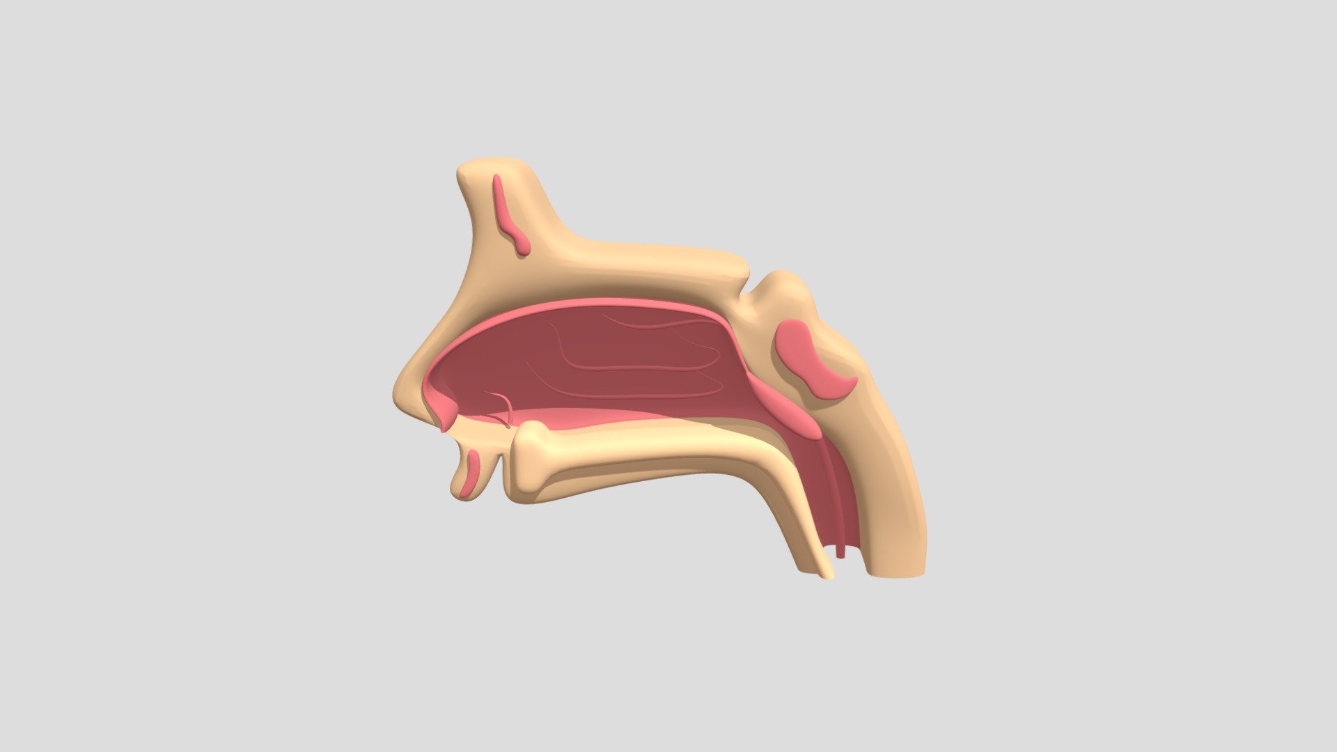 Nose - Download Free 3D model by heisupay [4f80629] - Sketchfab