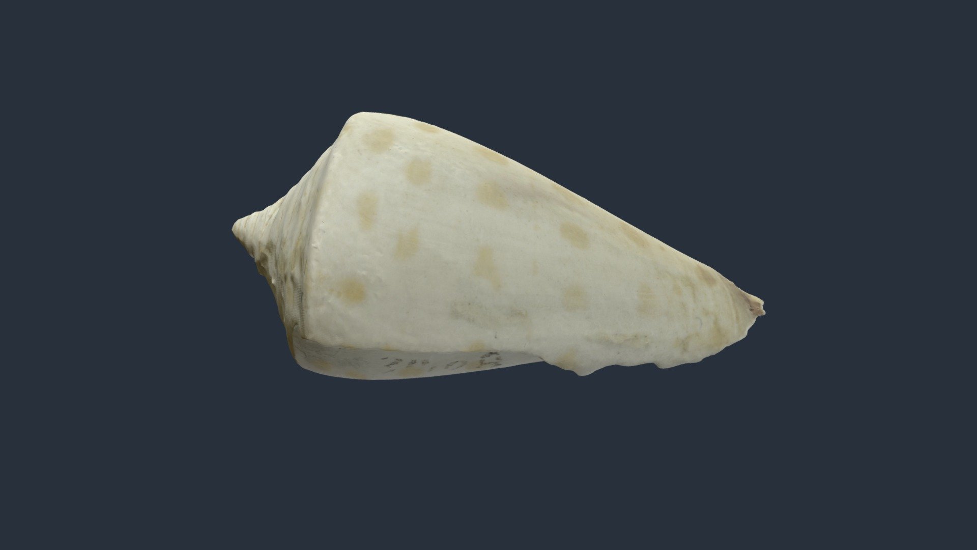 Conus spuroides - Buy Royalty Free 3D model by Shellie Luallin ...