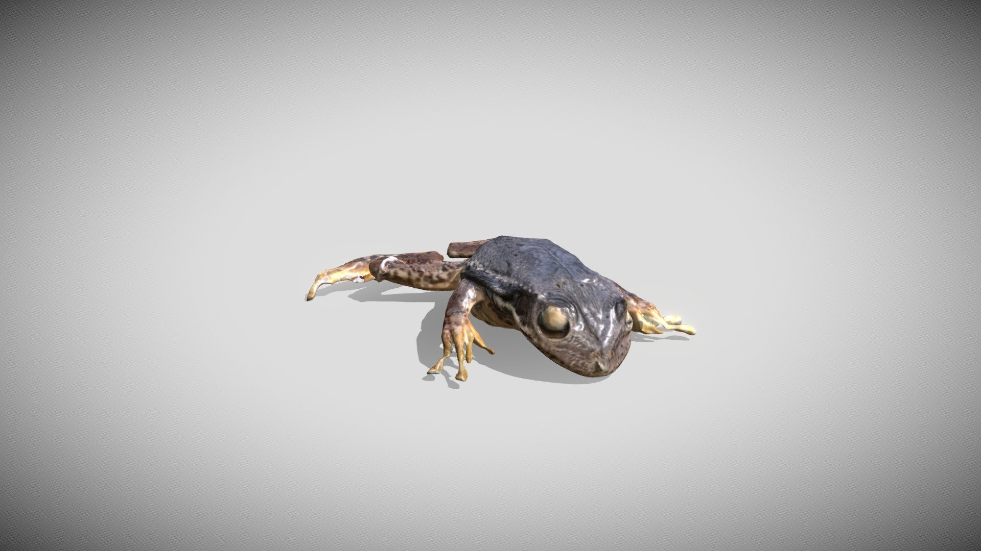 Deber 3 Rana curada - 3D model by daniespinoza [4f847c0] - Sketchfab