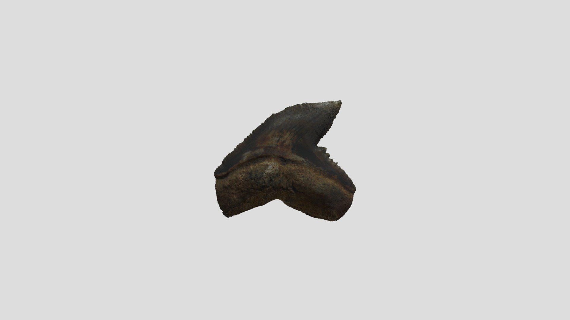 Tiger Shark tooth - 3D model by Atlante virtuale 3D Geoscienze ...