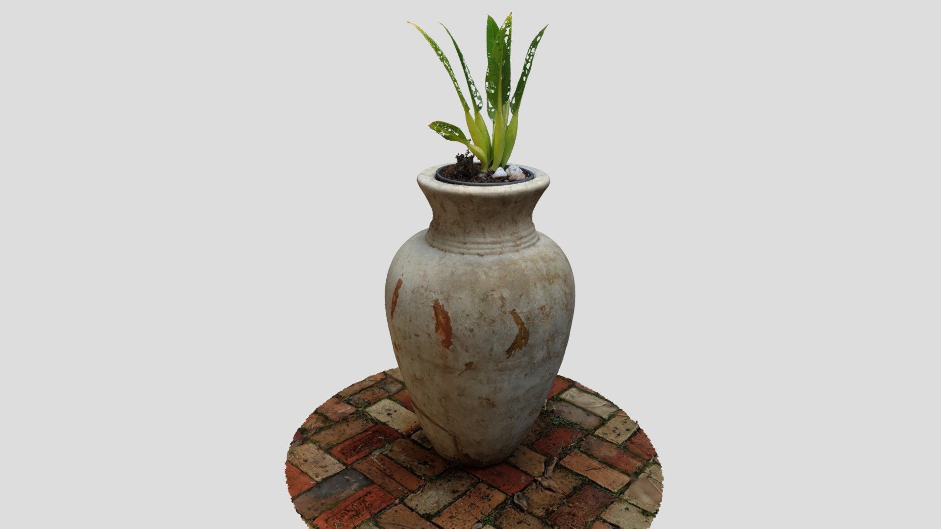 Big Pot with Plant - 3D model by dariaSolo [4f8b0a9] - Sketchfab