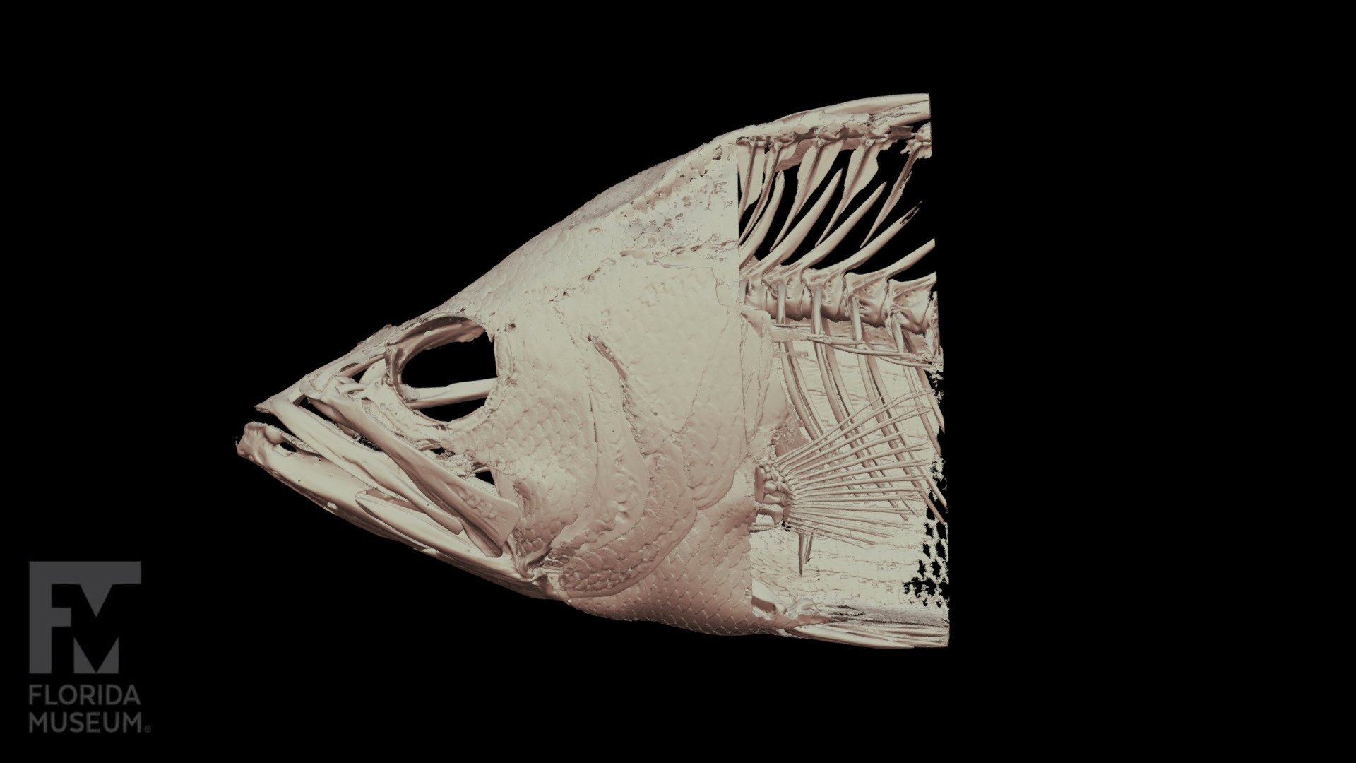 Gangetic leaffish, Nandidae - 3D model by FloridaMuseum [4f8dfc3 ...