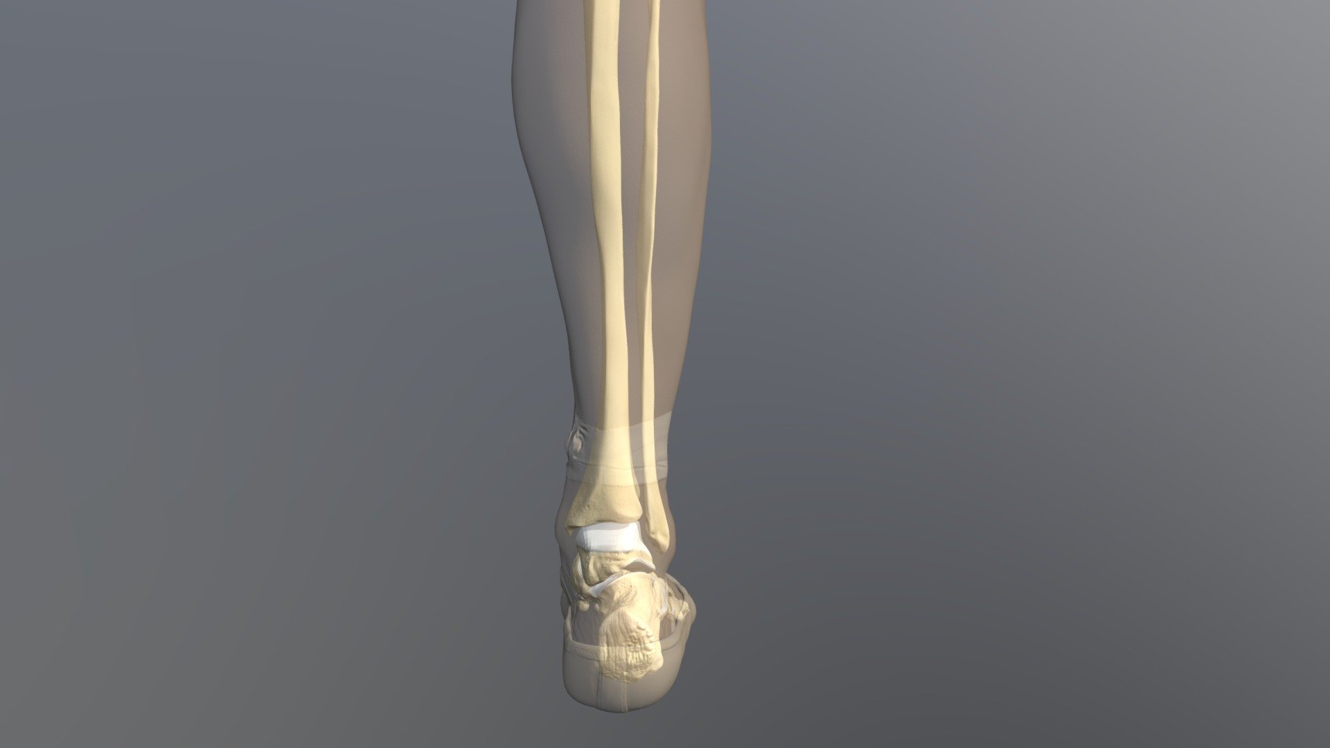 Supination and pronation en demi-pointe - 3D model by enpointemaet ...