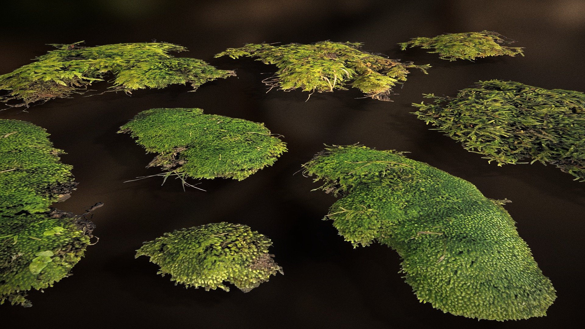 Moss Clumps - Buy Royalty Free 3D model by ArcticGreenhouse [4f934b0 ...