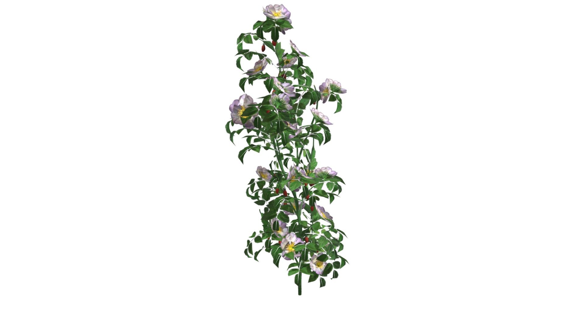 Dog Rose Flower #06 - Buy Royalty Free 3D model by meshshape [4f94fe8 ...