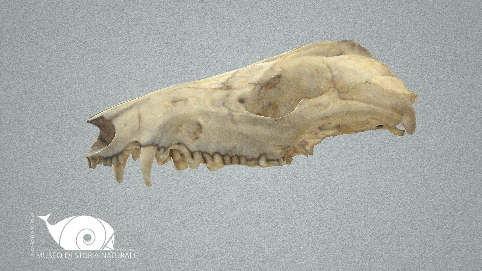 Large American Opossum - 3D model by Natural History Museum, University ...