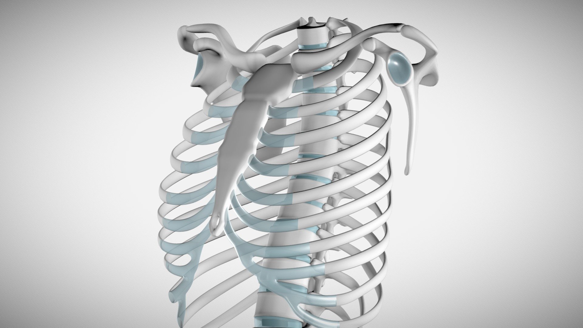 Simple Thoracic Skeleton Model - 3D model by Xavier Williams (@xwmedill ...