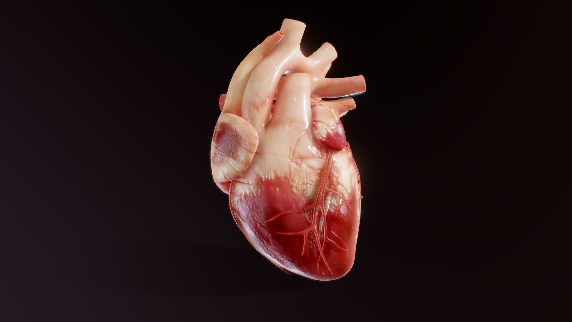 Human Heart Animation - Buy Royalty Free 3D model by zames1992 [4f9cebc] - Sketchfab Store