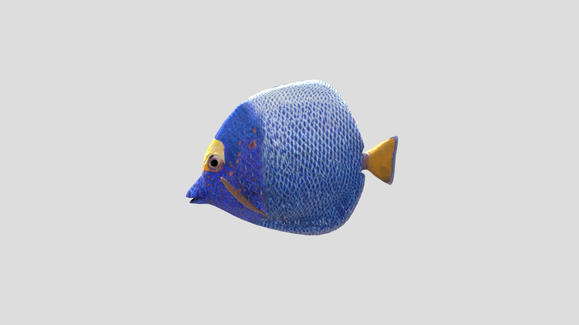 TROPICAL FISH - Download Free 3D model by ashe181 [4fa2d65] - Sketchfab