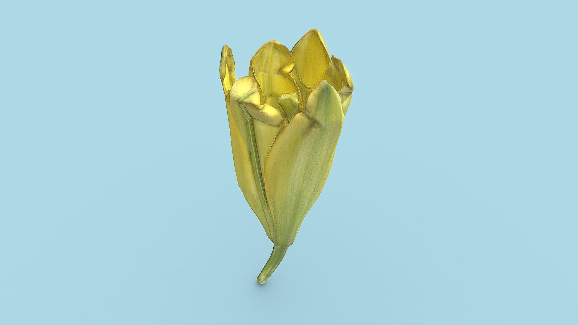 Flower Bud Opening - Download Free 3D model by Laser Design ...