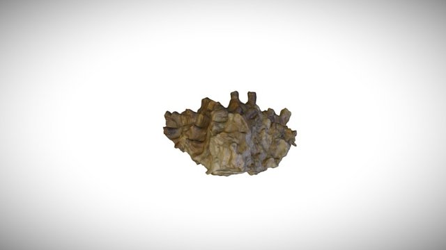 Giant-honeycomb-oyster 3D models - Sketchfab