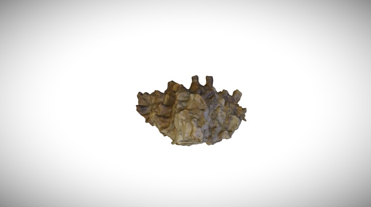 Hyotissa hyotis / CASIZ 160517 - 3D model by California Academy of ...