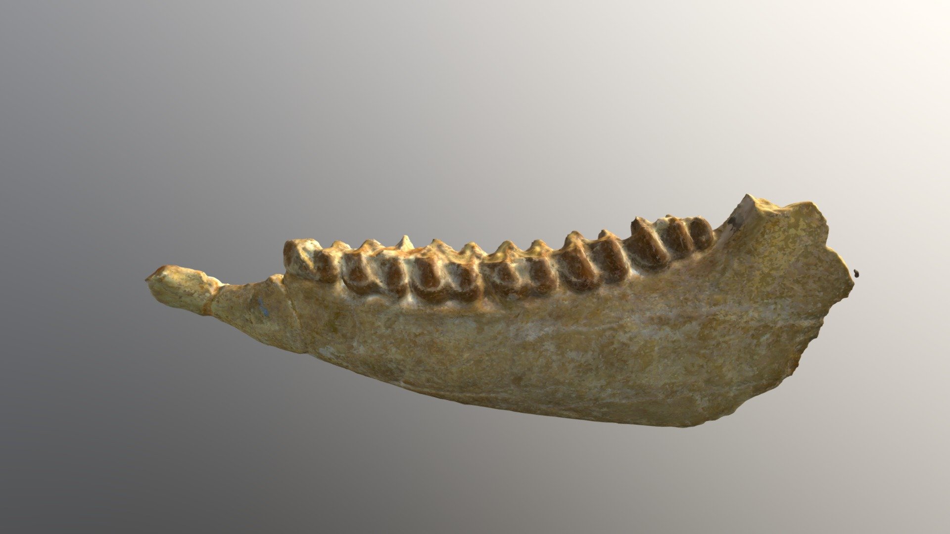 Mesohippus Left Dentary (VCU_3D_4339) - Download Free 3D model by ...